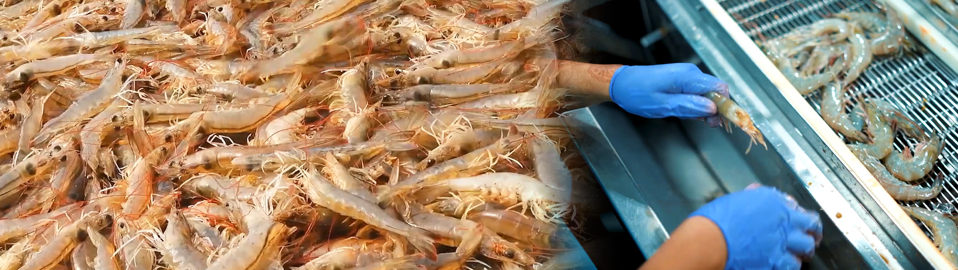 Sustainable Raw Material Sourcing | APQA Marine Ingredients